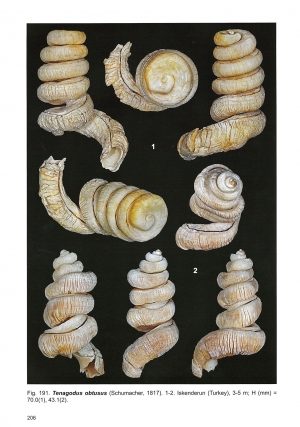 Marine Gastropods of the Adriatic - 1st part (Patelloidea ...