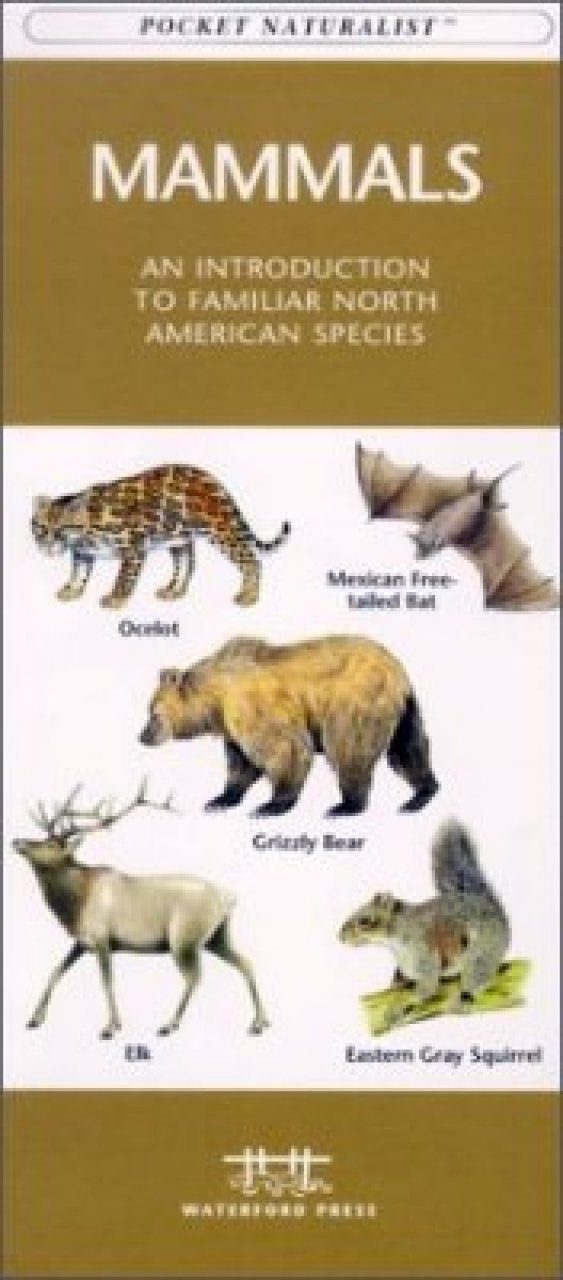 Mammals: An Introduction to Familiar North American Species | NHBS ...