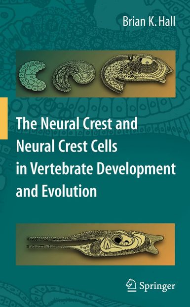 The Neural Crest And Neural Crest Cells In Vertebrate Development And