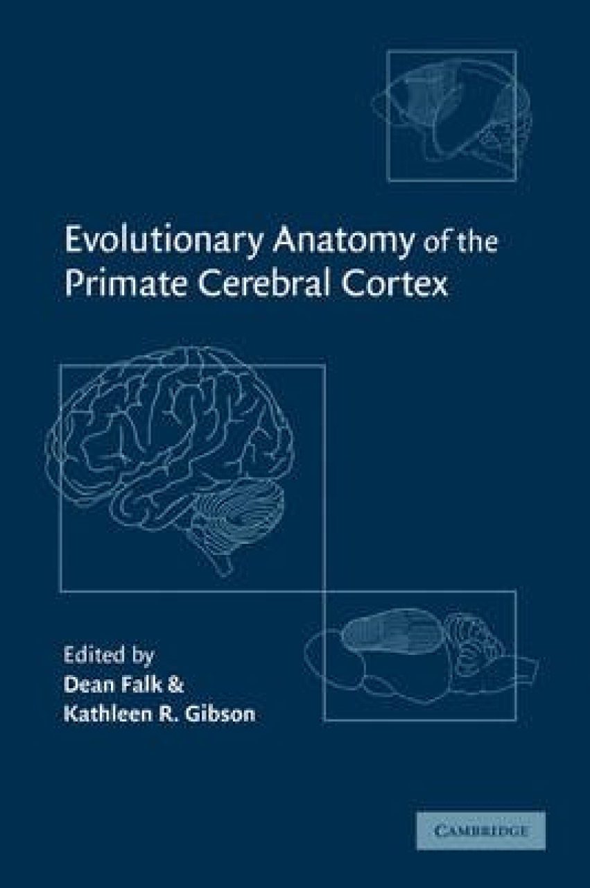 Evolutionary Anatomy of the Primate Cerebral Cortex | NHBS Academic ...
