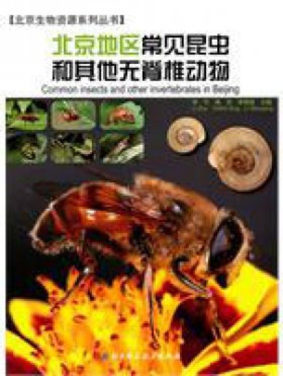 Common Insects and Other Invertebrates in Beijing [Chinese] | NHBS ...