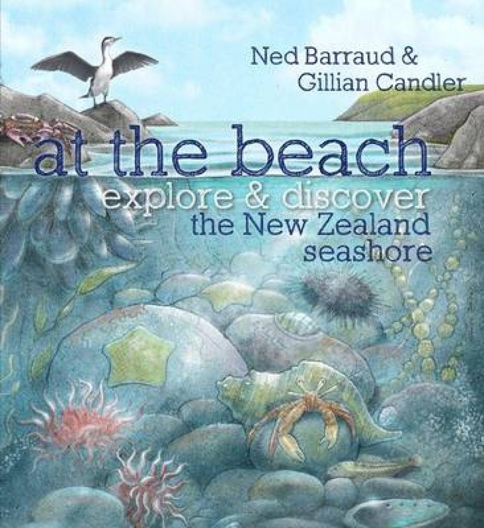 At the Beach: Explore & Discover the New Zealand Seashore | NHBS ...