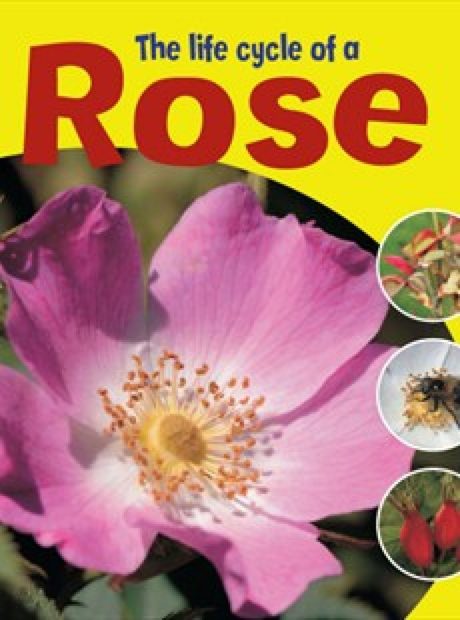 The Life Cycle of a Rose | NHBS Academic & Professional Books