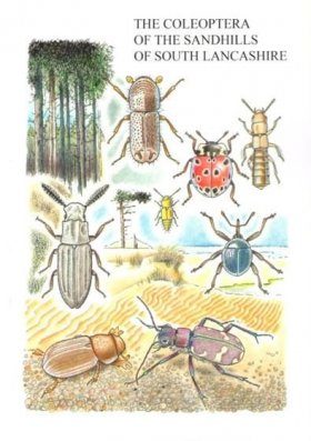 The Coleoptera of the Sandhills of South Lancashire | NHBS Academic ...
