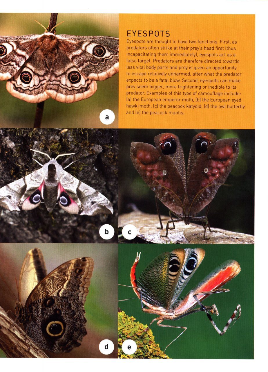 Minibeasts with Jess French | NHBS Academic & Professional Books