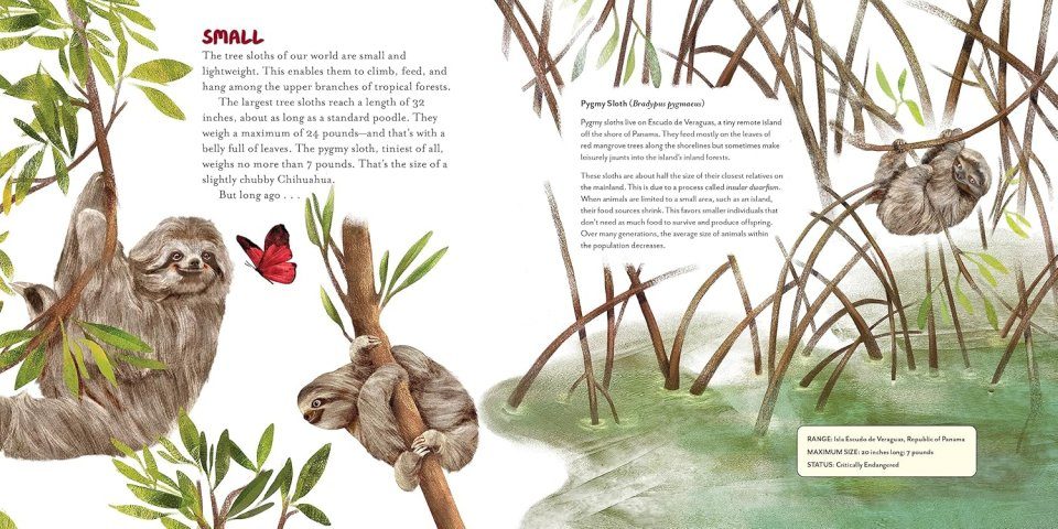 The Upside-Down Book of Sloths | NHBS Bookstore