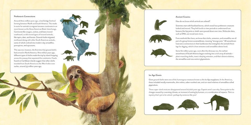The Upside-Down Book of Sloths | NHBS Bookstore