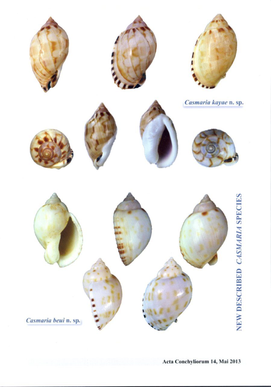 On the Identity of Casmaria Species (Gastropoda, Cassidae), with ...