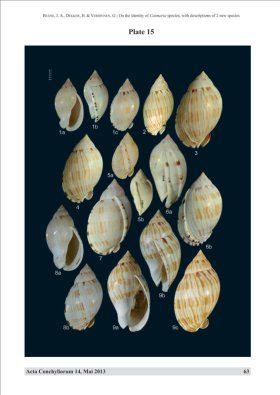 On the Identity of Casmaria Species (Gastropoda, Cassidae), with ...