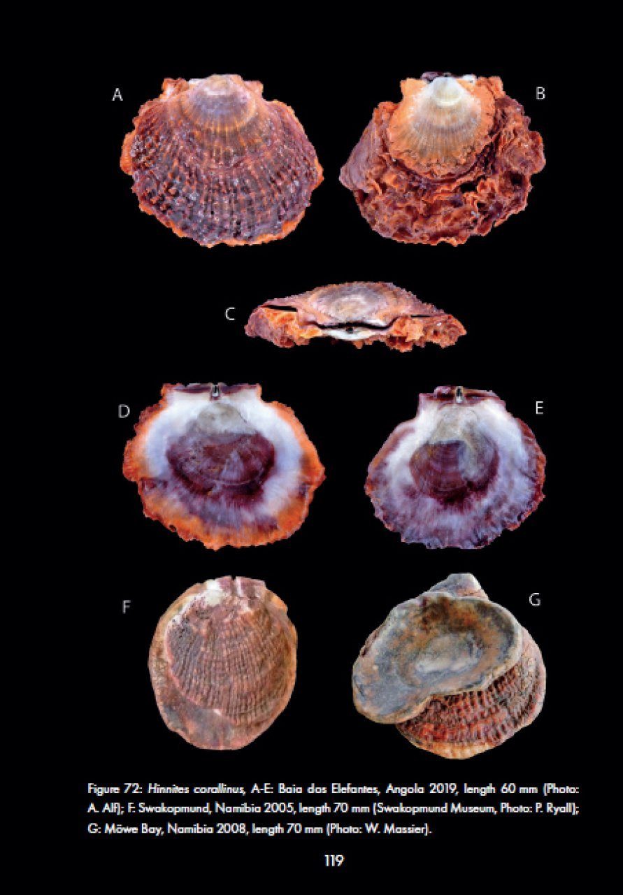 Marine Bivalves of Namibia | NHBS Academic & Professional Books