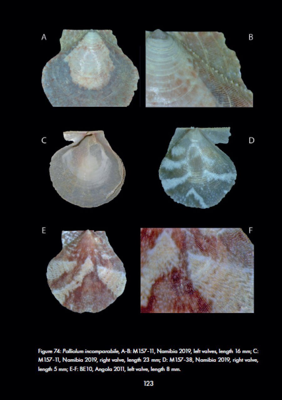Marine Bivalves of Namibia | NHBS Academic & Professional Books