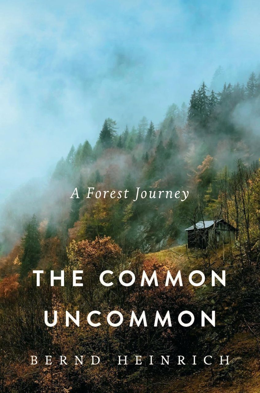 The Common Uncommon: A Forest Journey | NHBS Good Reads