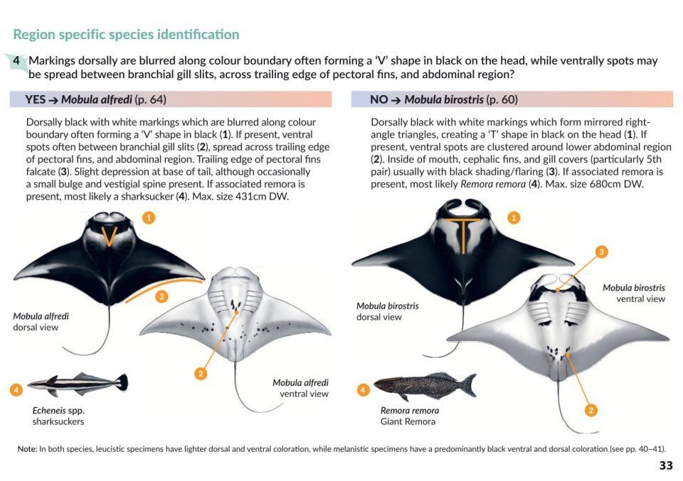 Difference Between Manta Ray And Devil Ray